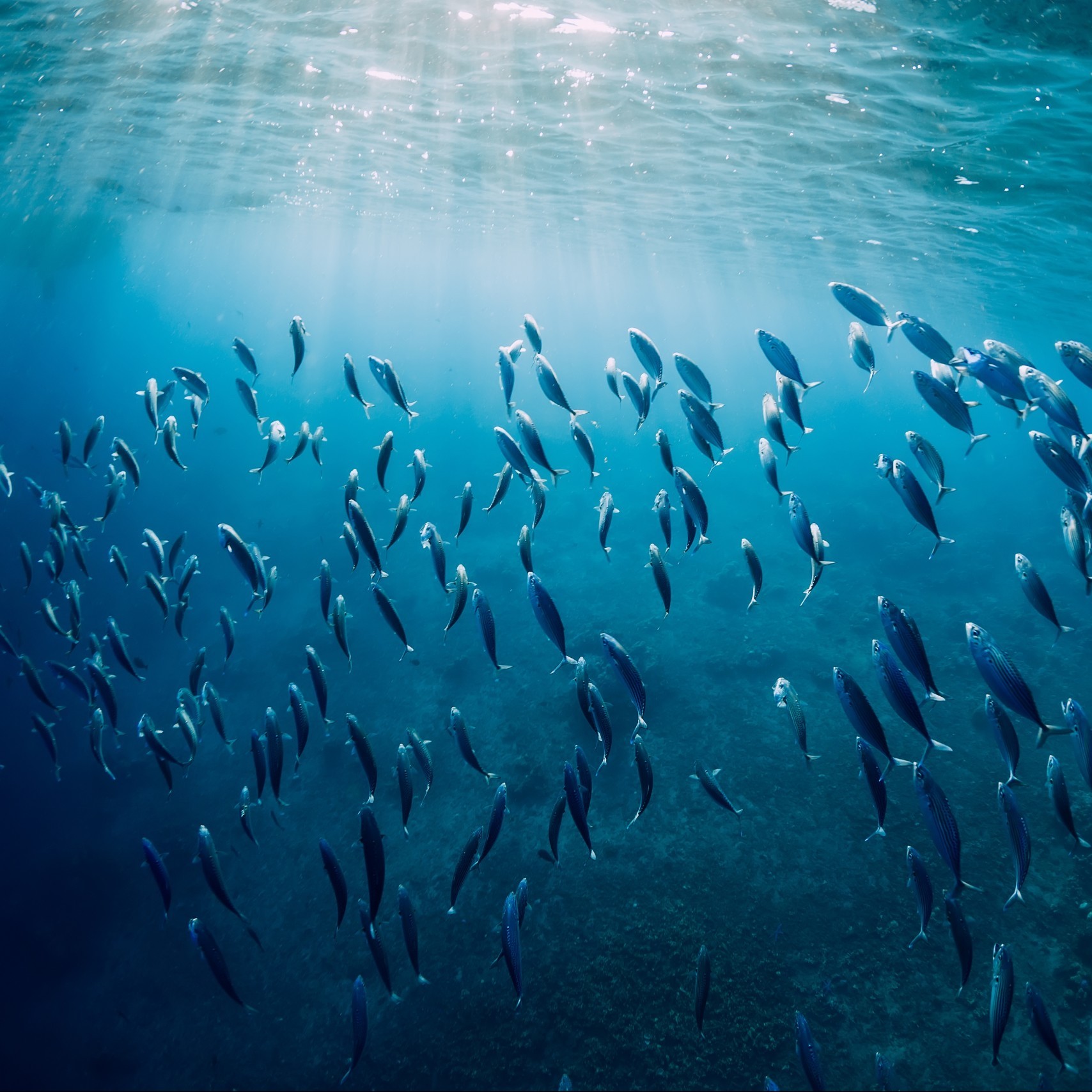 Ocean Health Foundation